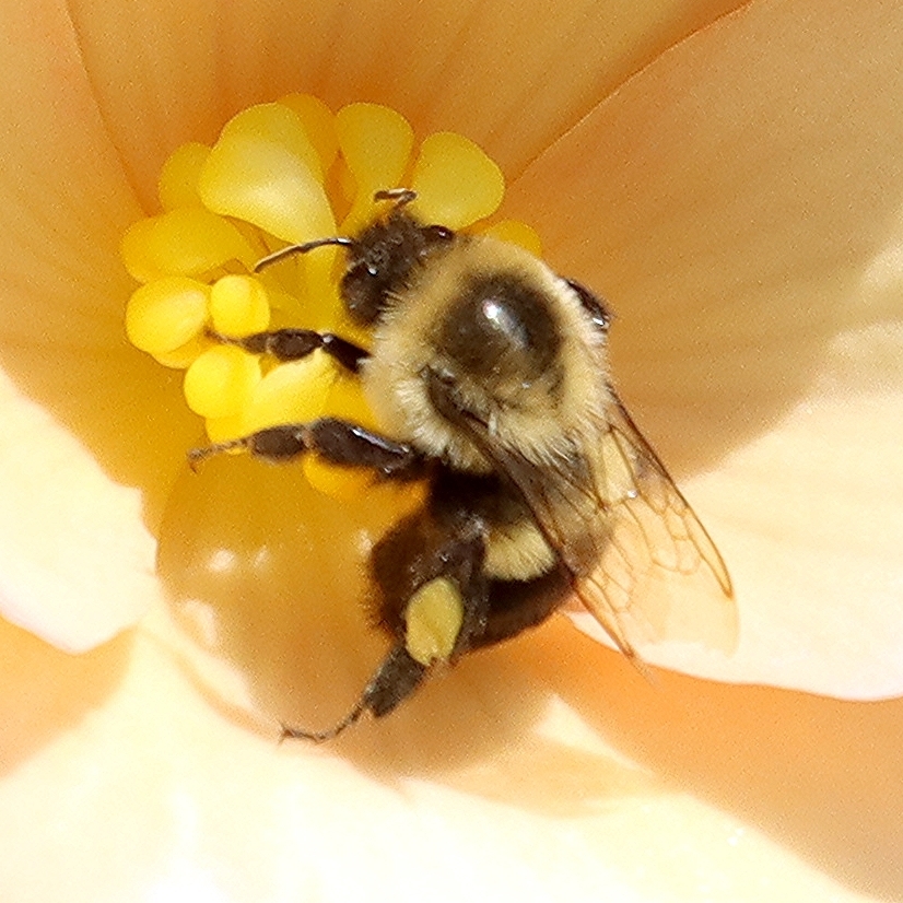Common Eastern Bumble Bee from Fort Creek Conservation Area, Sault Ste ...