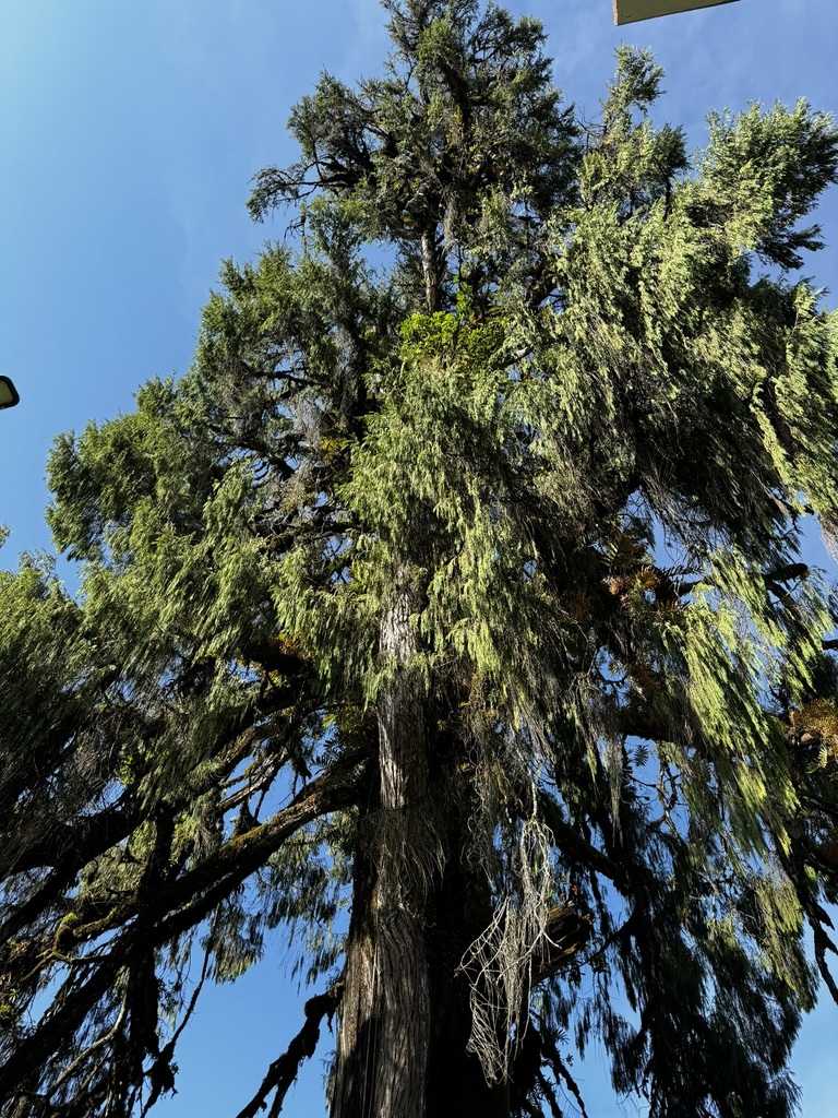Bhutan cypress from Sikkim, India on October 23, 2023 at 02:17 PM by ...