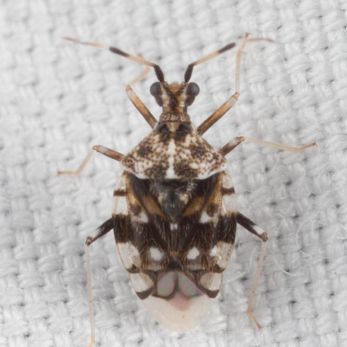 Stethoconus praefectus · iNaturalist