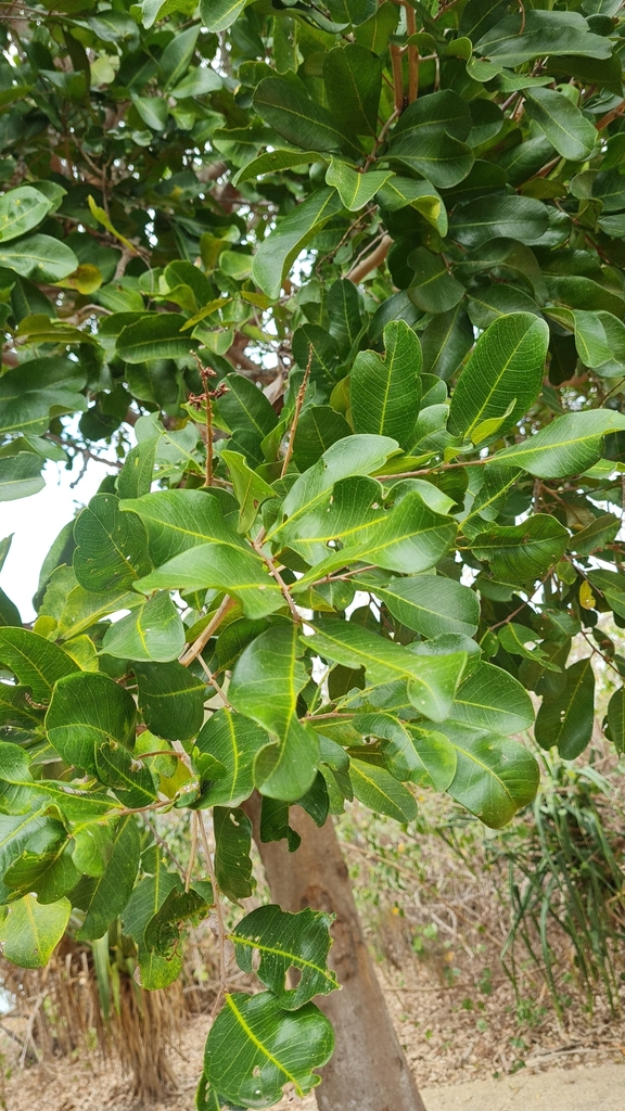 Tuckeroo from Point Vernon on November 2, 2023 at 12:07 PM by Kat Swan ...
