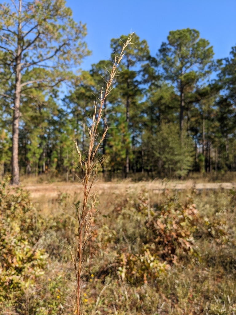 big three-awn in November 2023 by Eric Ungberg · iNaturalist