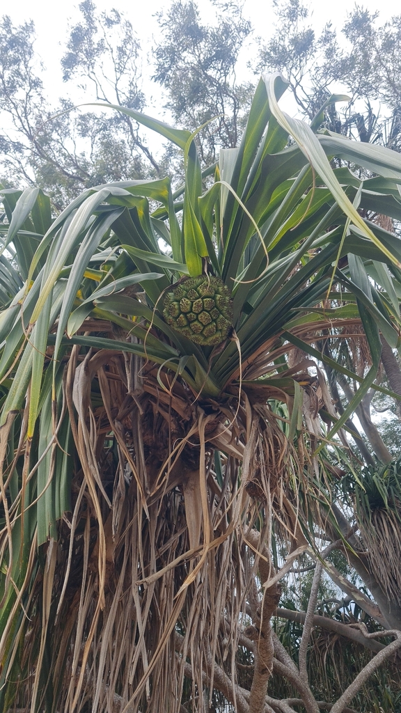 thatch screwpine from Point Vernon on November 2, 2023 at 12:10 PM by ...