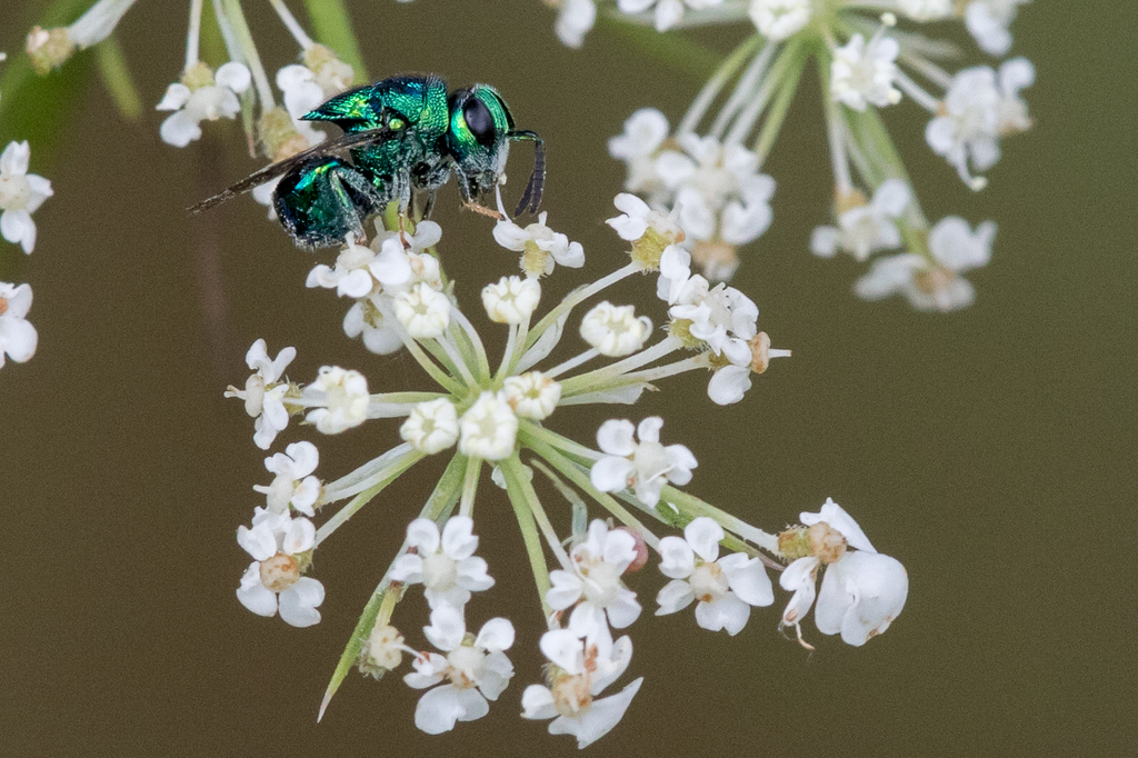 Euperilampus triangularis from Stowe, VT 05672, USA on August 11, 2023 ...