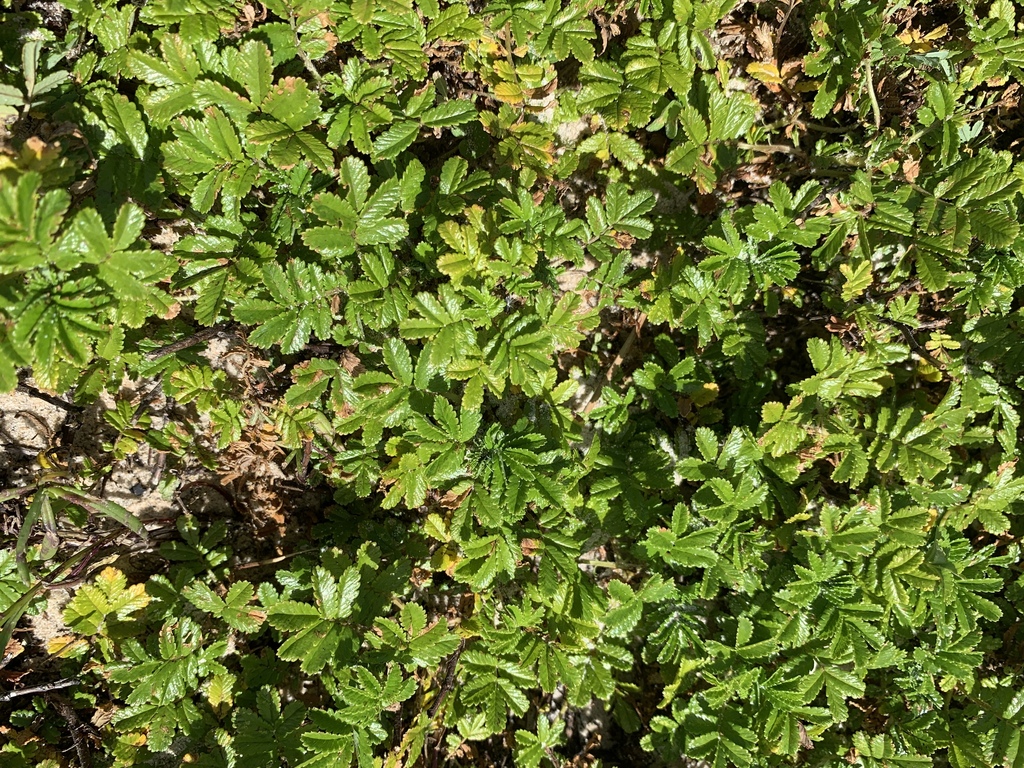 Sand bidibid from Yambacoona TAS 7256, Australia on October 24, 2023 at ...