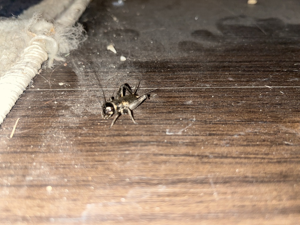 Field Crickets from Prairie Trail, Princeton, TX, US on November 1 ...