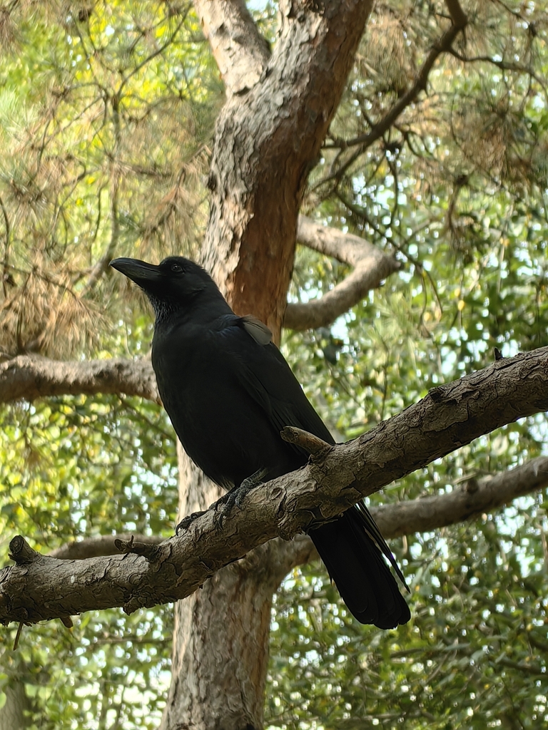 Large-billed Crow from Beijing, Beijing, CN on November 2, 2023 at 12: ...