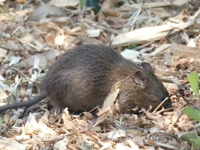 Australian Swamp Rat from Nudgee QLD 4014, Australia on November 1 ...