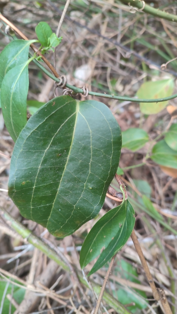Austral Sarsaparilla from West Pennant Hills NSW 2125, Australia on November 2, 2023 at 12:48 PM ...