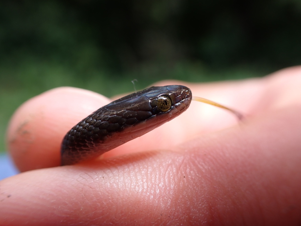 Common Brown Water Snake from Garden Route District Municipality, South ...