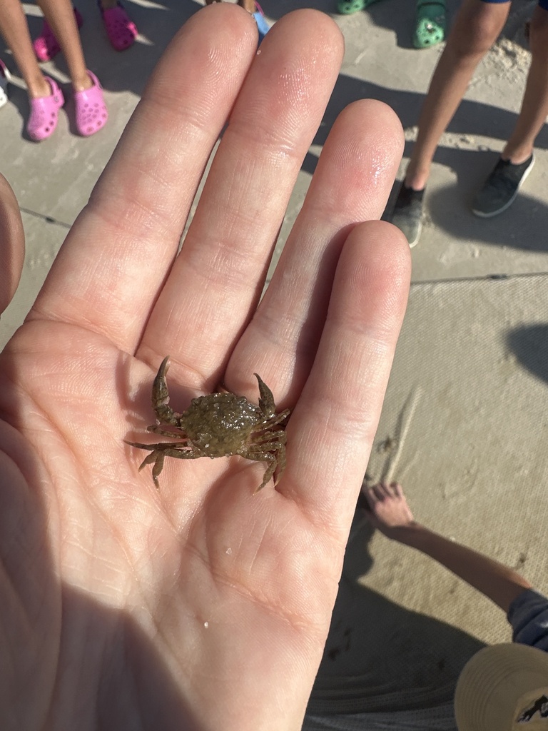 Atlantic Mud Crab from Biloxi, MS, US on October 18, 2023 at 09:47 AM ...