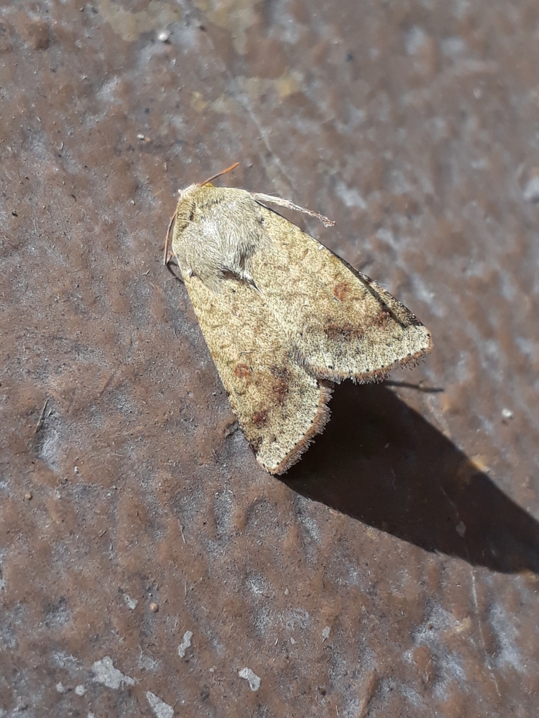 Cotton Bollworm Moth from Kirchheimbolanden, Deutschland on October 27 ...