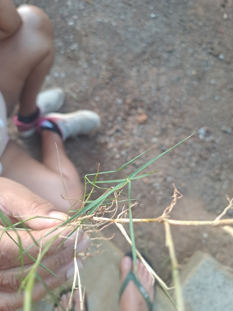 grasses from PF34+3GC, Quatre Bornes, Mauritius on November 2, 2023 at ...