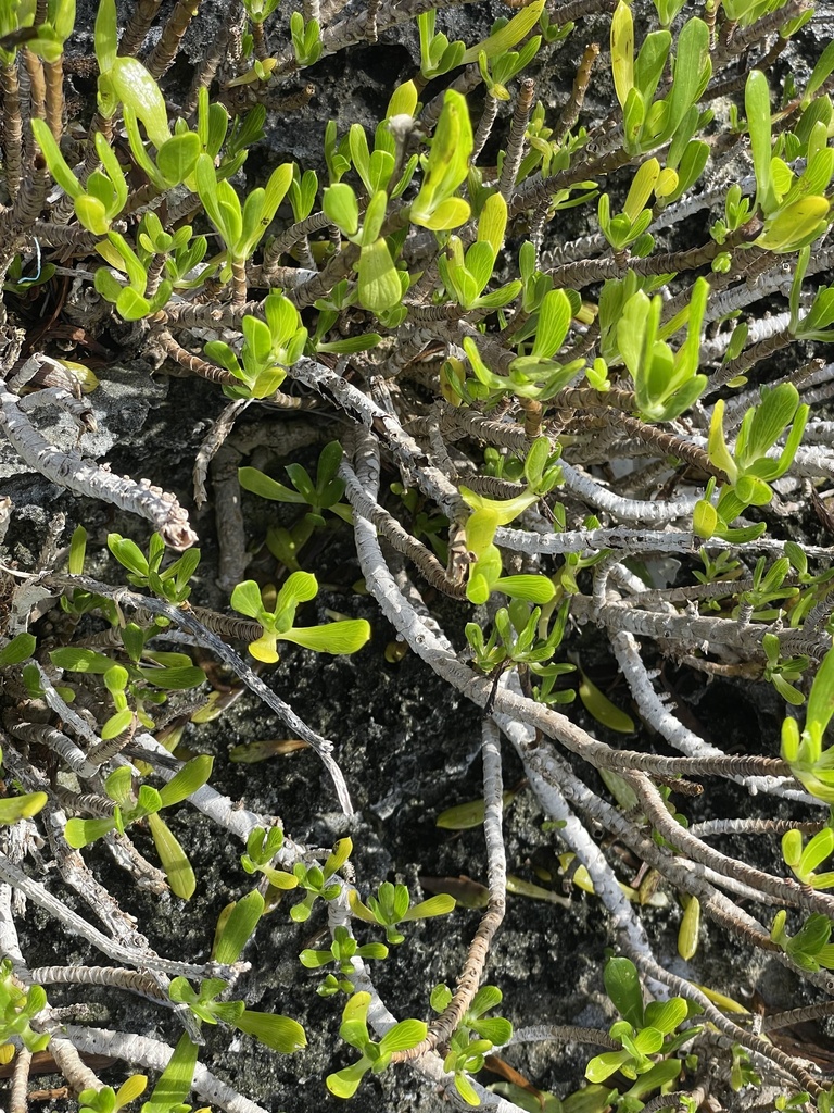 Tree Seaside Tansy from Main Island, Bermuda, BM on November 2, 2023 at ...