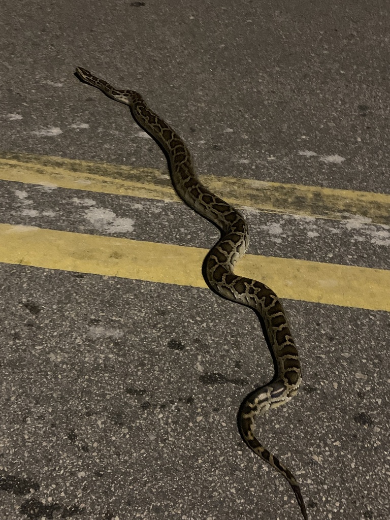 Burmese Python in November 2023 by Hiccup Guo · iNaturalist
