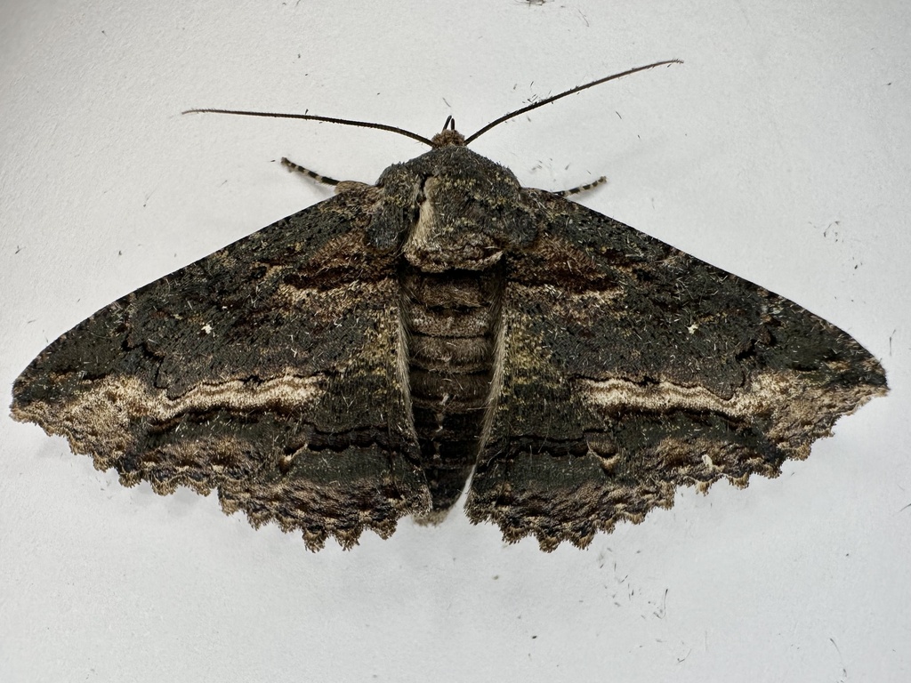 Lunate Zale Moth from Trousdale Dr, Chula Vista, CA, US on October 31 ...