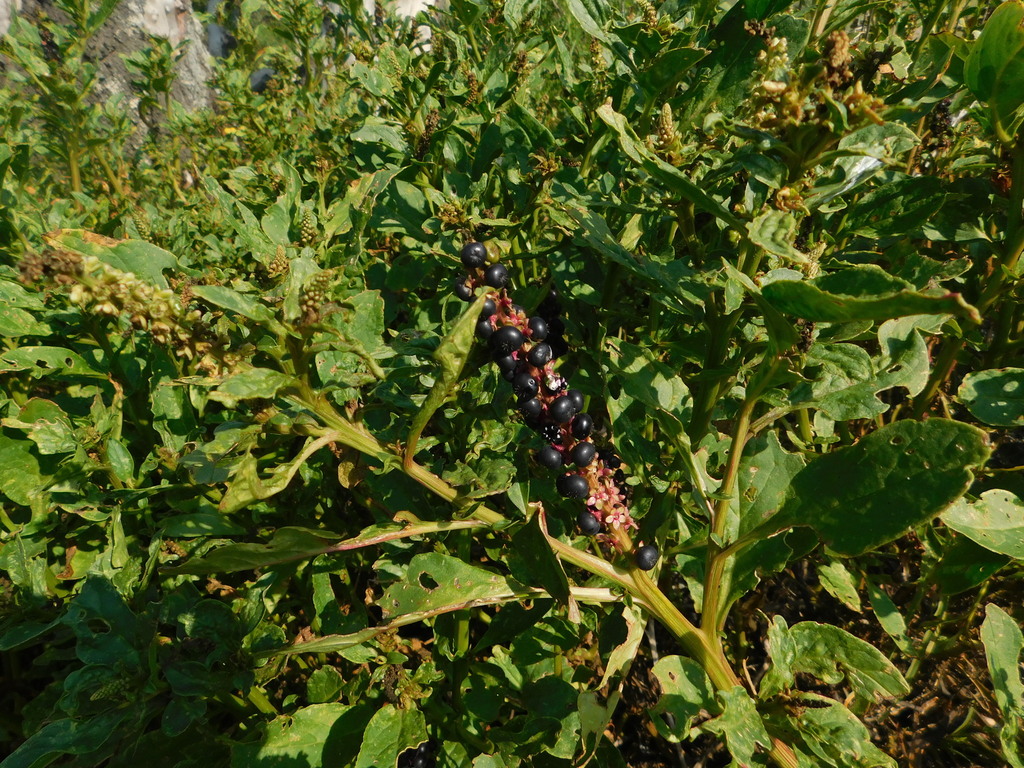 Inkweed from Aculco, Méx., México on October 31, 2023 at 10:30 AM by ...
