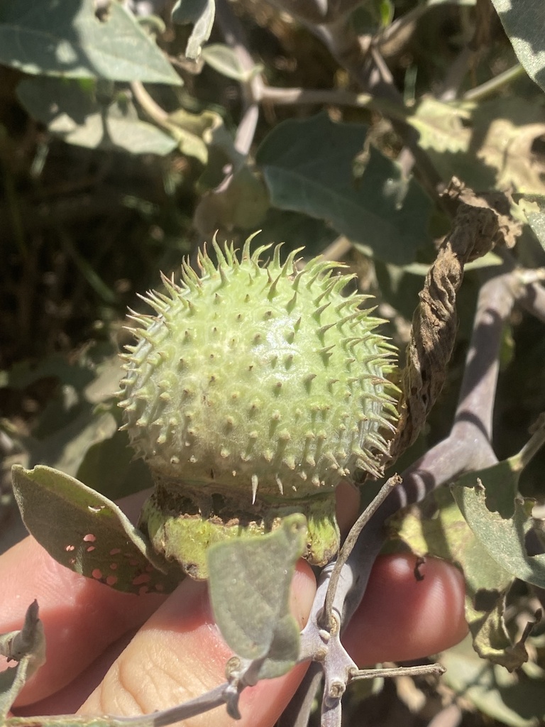 Sacred Datura from Mission Trails Regional Park, San Diego, CA, US on ...