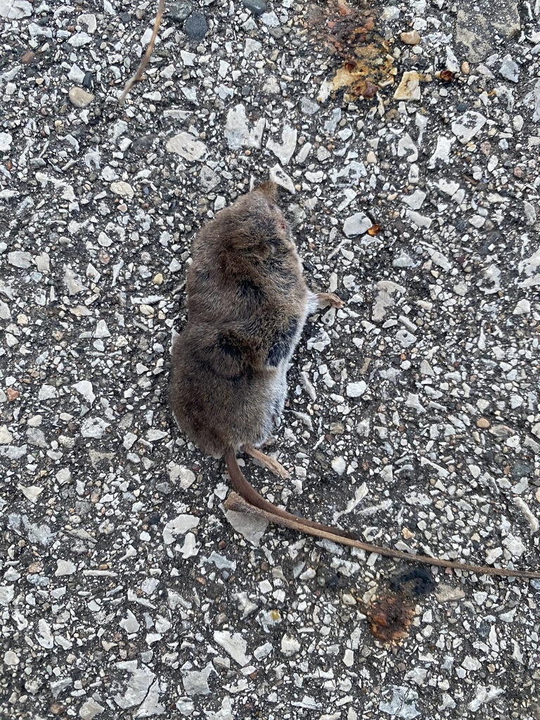 Long-tailed Shrews from Brookside Park, Ames, IA, US on November 1 ...