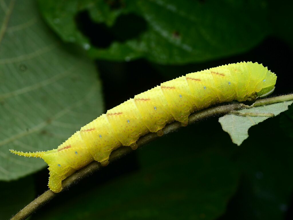 Parum colligata from 中国云南省西双版纳傣族自治州勐腊县 on October 28, 2023 at 11:30 PM ...