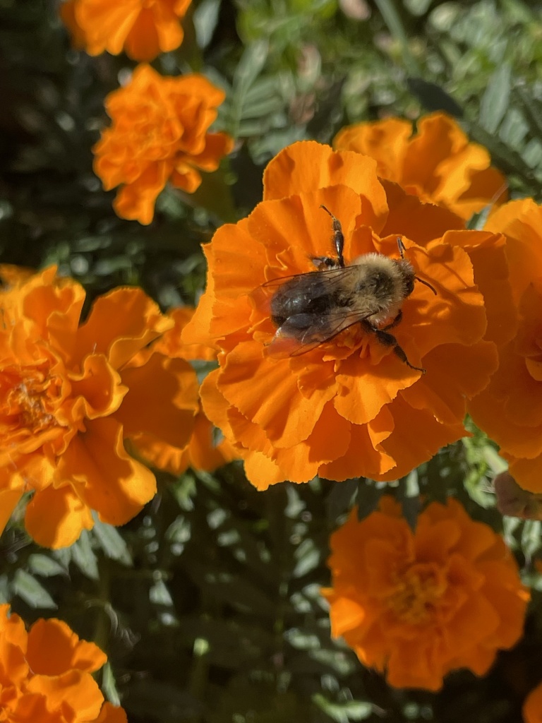 Common Eastern Bumble Bee from Cape Island, Cape May, NJ, US on ...