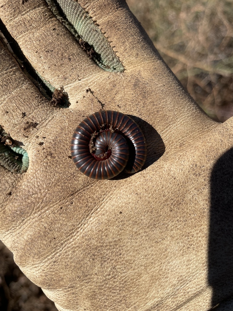 American Giant Millipede Complex from Fort Worth on November 2, 2023 at ...
