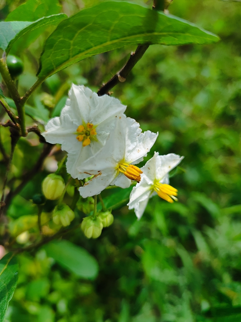 Solanum bonariense from Candói - PR, 85140-000, Brasil on November 1 ...