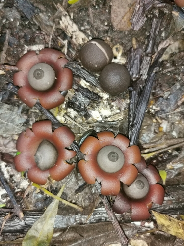Geastrum javanicum · iNaturalist Mexico