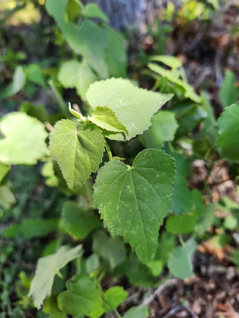 sweet Indian Mallow from Pipe Creek, TX 78063, USA on November 1, 2023 ...