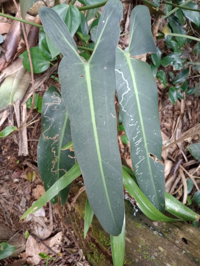 philodendrons in October 2023 by Rafael Monast · iNaturalist