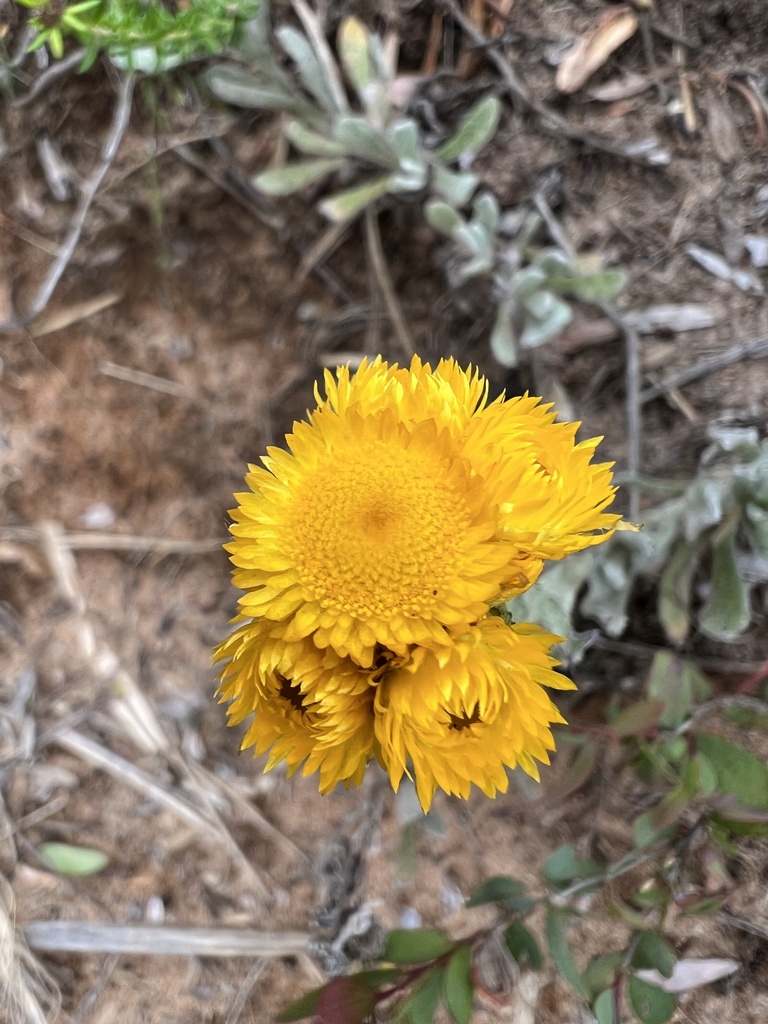 Common Everlasting from Kilcunda-Harmers Haven Coastal Reserve ...