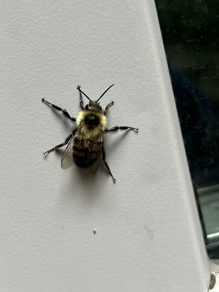 Common Eastern Bumble Bee from Grandview Ave, Mount Penn, PA, US on ...