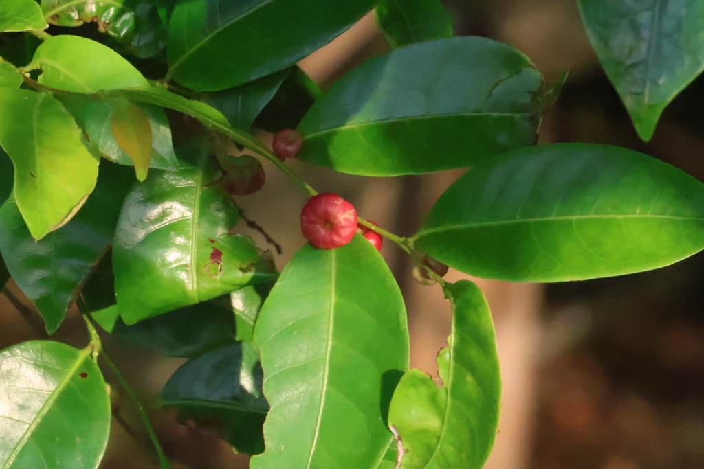 Cheese Tree from Mount Gravatt East QLD 4122, Australia on November 3 ...