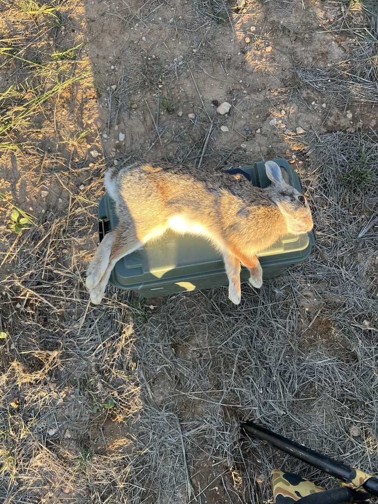 Eastern Cottontail from County Road 275, Petersburg, TX, US on October ...