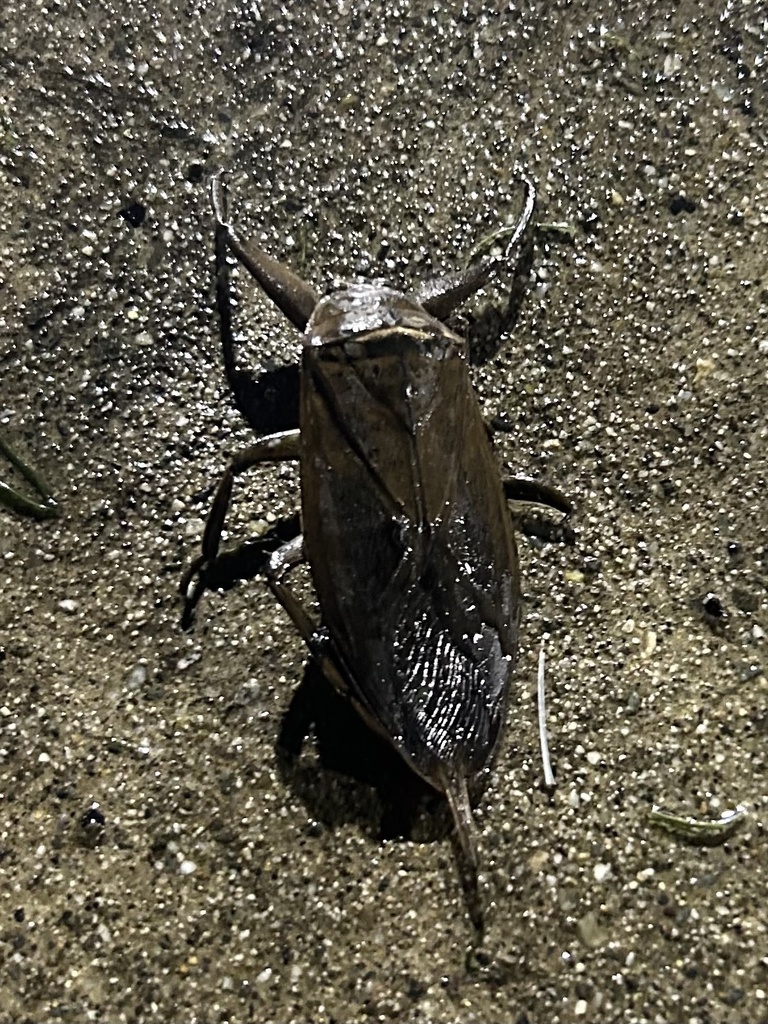 American Giant Water Bug from Mountain View Blvd, Delta, BC, CA on ...