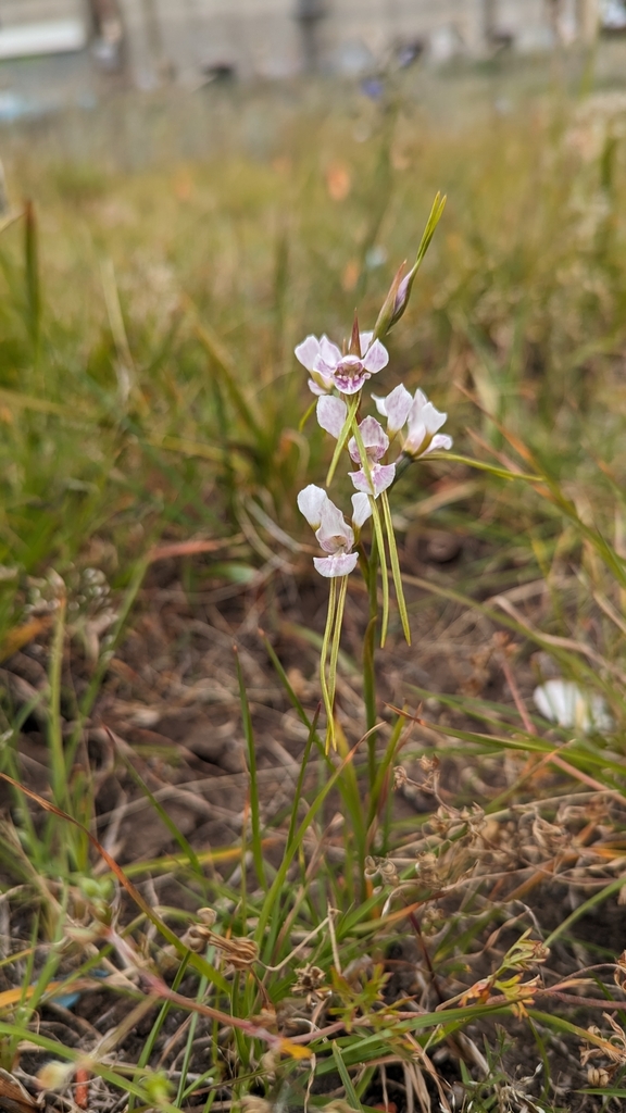 Diuris fragrantissima in November 2023 by Ryan Christopherson · iNaturalist