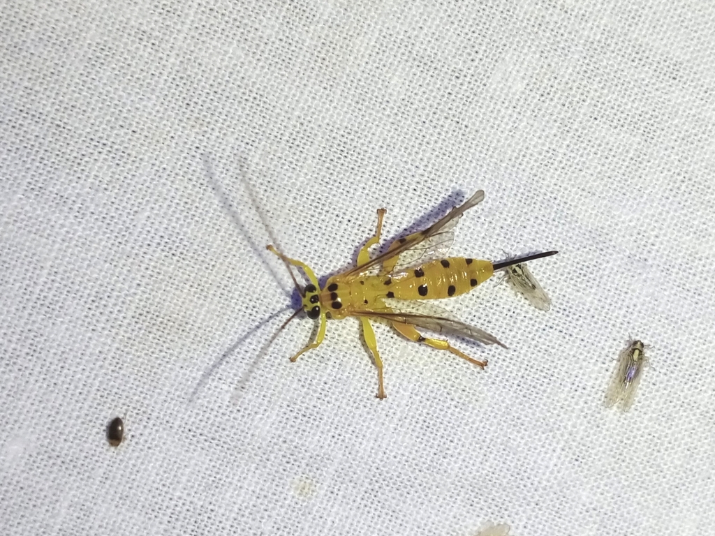 Xanthopimpla from Barabagan, Purba Barisha, Kolkata, West Bengal, India ...