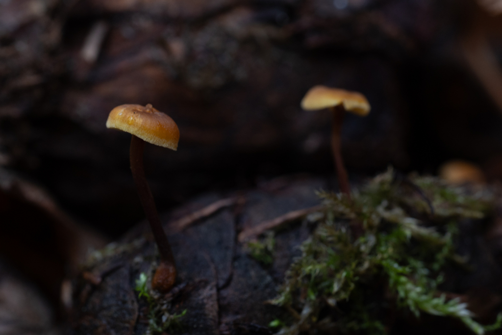 pinelitter gingertail from Spokane County, WA, USA on October 27, 2023 ...