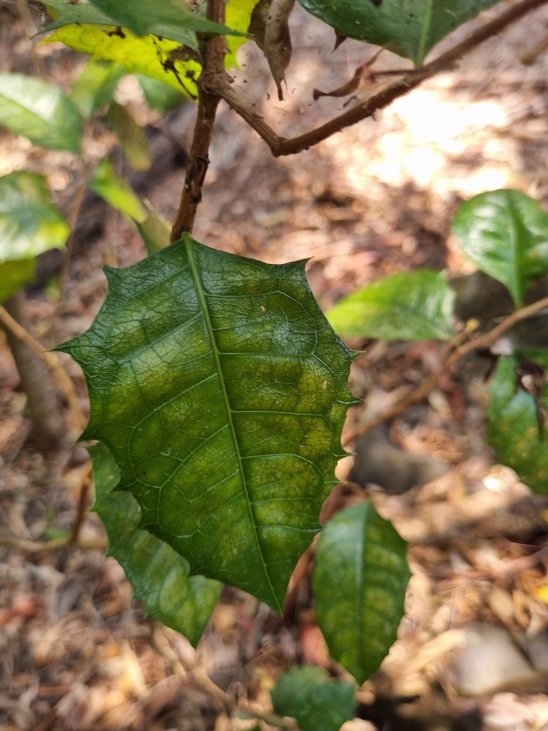 Mount Blackwood holly by Emily Kost · iNaturalist