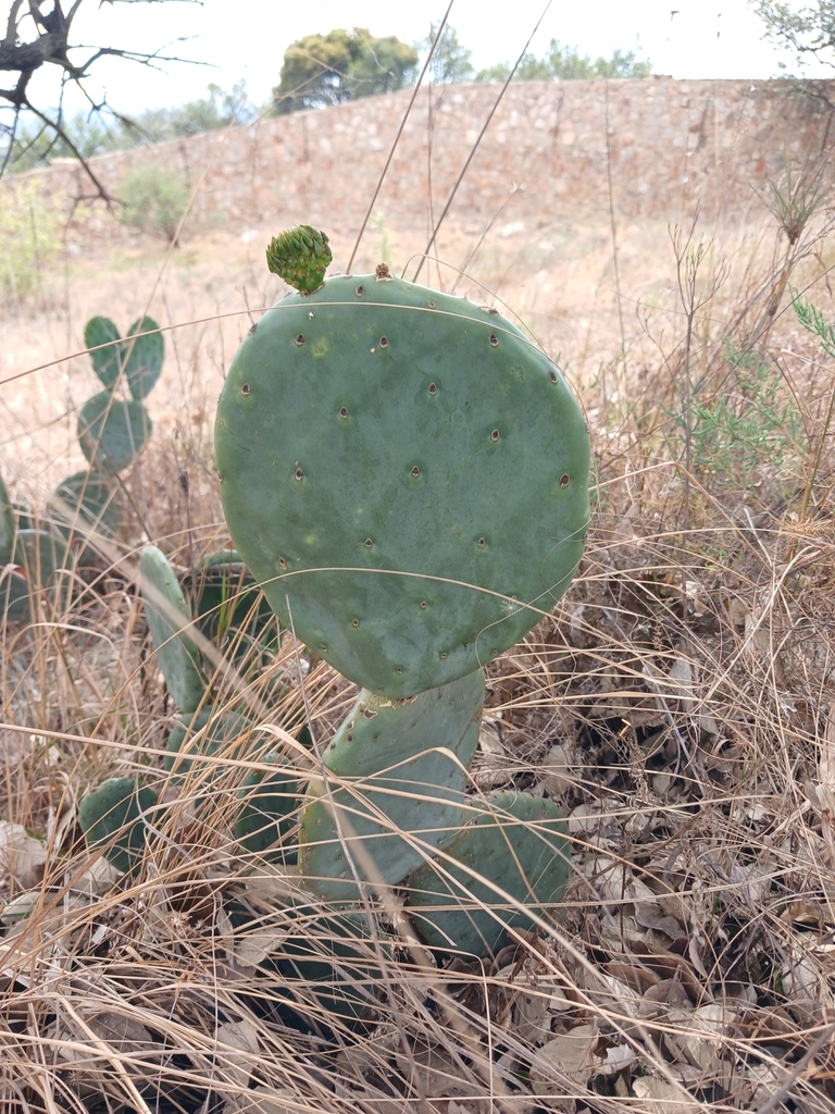 nopal tapón from Linksfield Ridge, Johannesburg, 2198, South Africa on ...