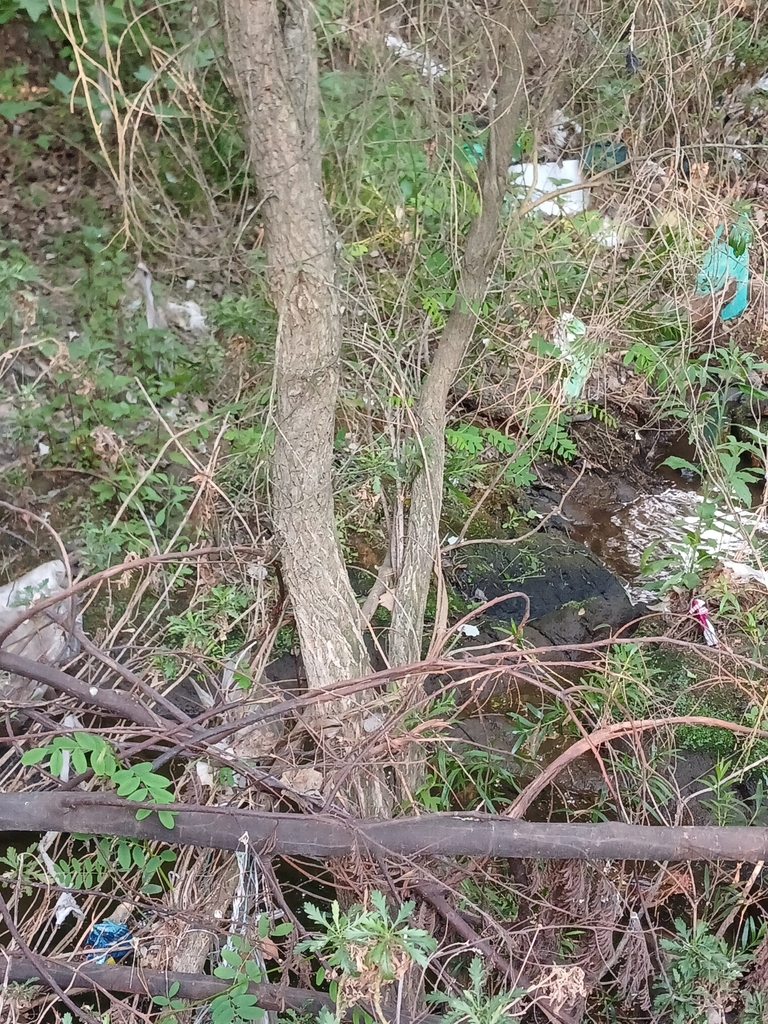 weeping bottlebrush from Modderfontein, Lethabong, South Africa on ...