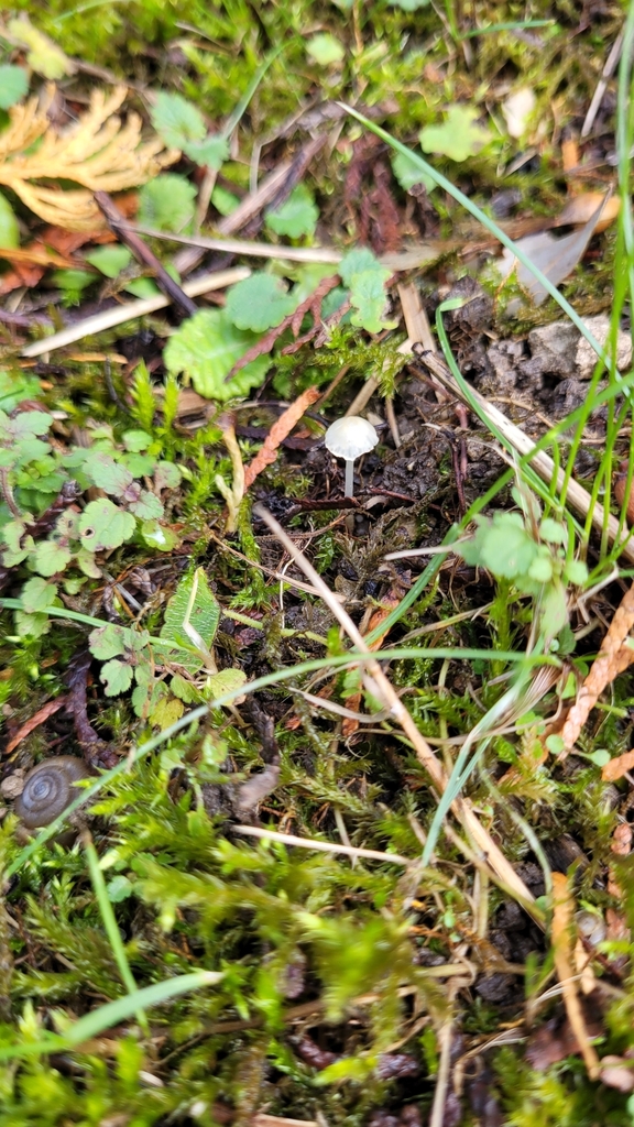 Dripping Bonnet from 2400 Le Locle, Suisse on November 3, 2023 at 11:29 ...