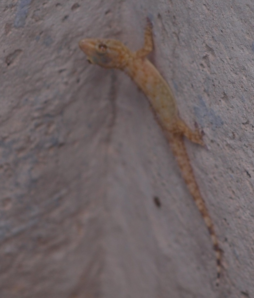 Morocco Wall Gecko from 3R9W+HX4, Ait Baha, Marokko on October 31, 2023 ...
