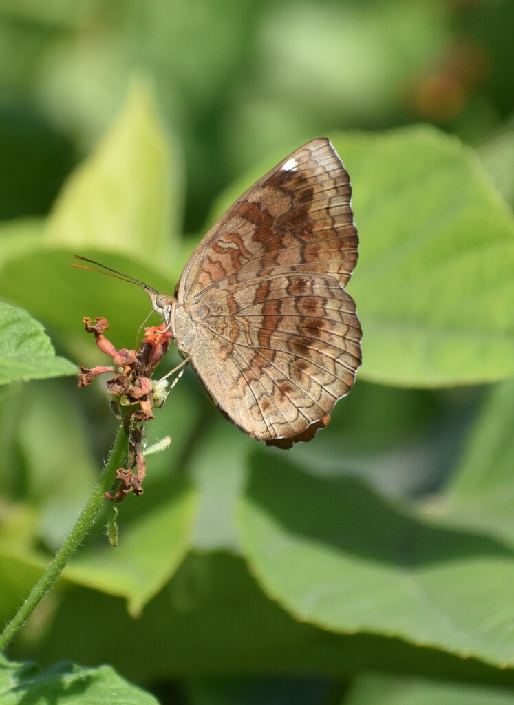 Common Castor Butterfly from Nanaksagar Park, Sunkhra, Uttarakhand ...