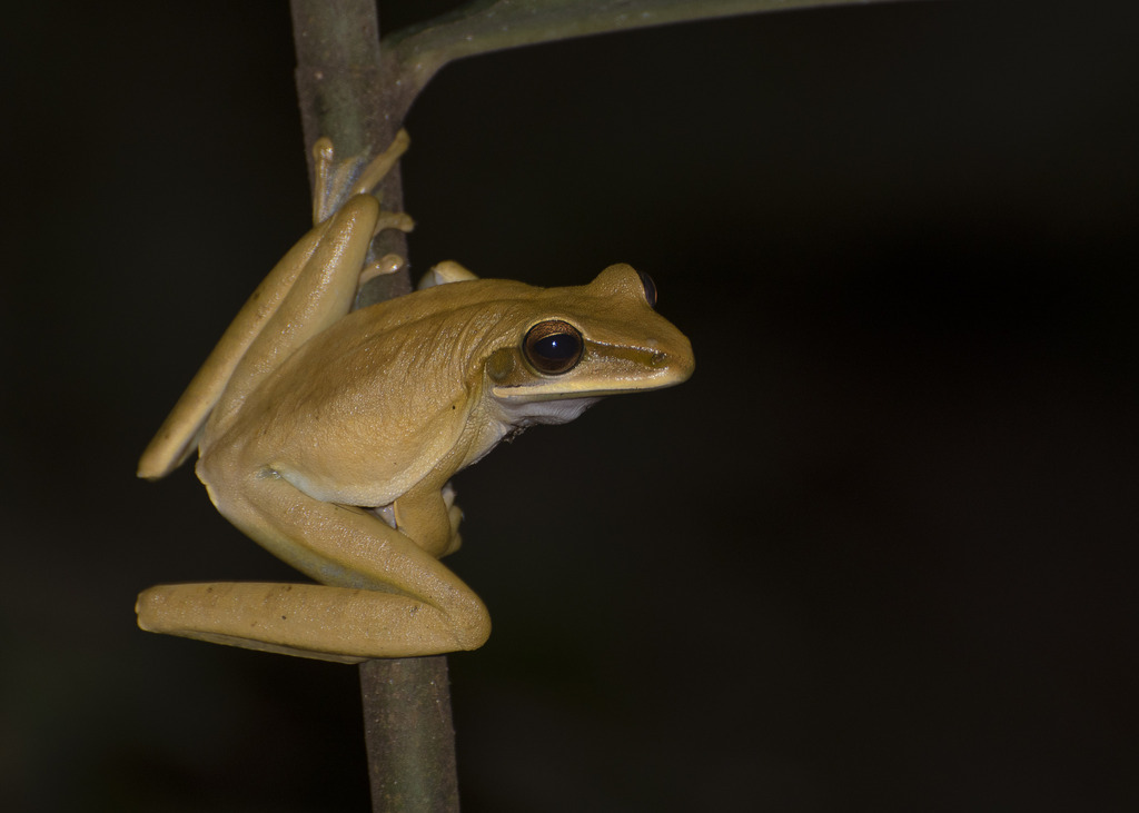 Basin Tree Frog from Cruzeiro do Sul - AC, Brasil on May 30, 2023 at 07 ...