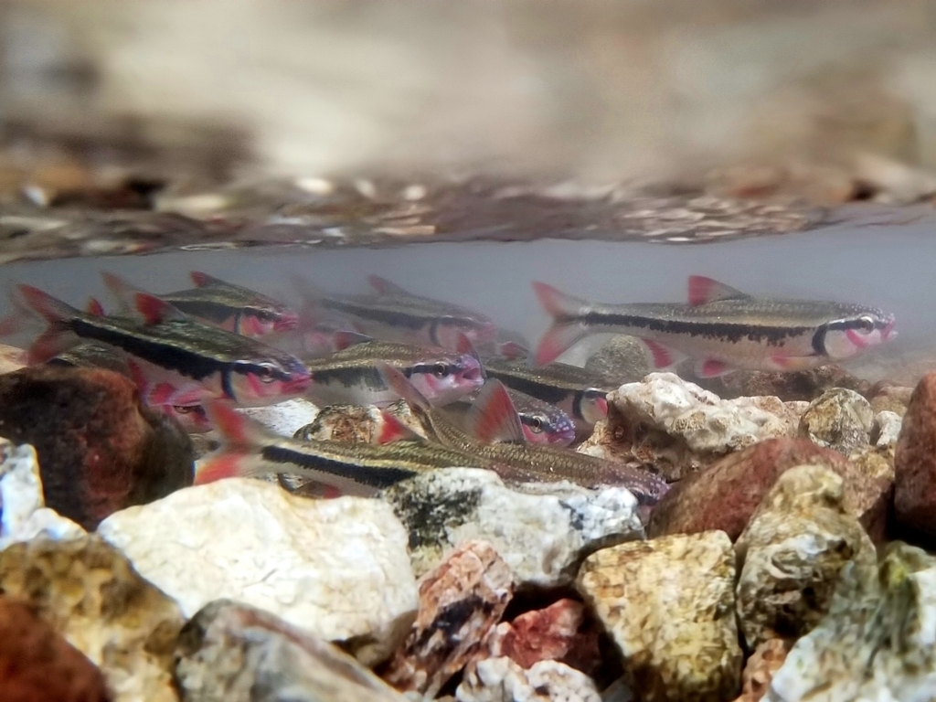 Bleeding Shiner from Current Township, MO, USA on June 18, 2019 at 09: ...