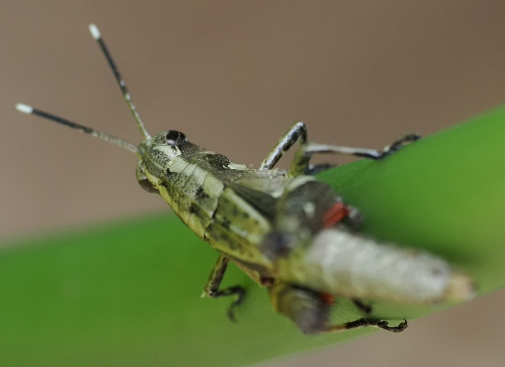 Traulia ornata okinawaensis in October 2023 by S Dowell · iNaturalist