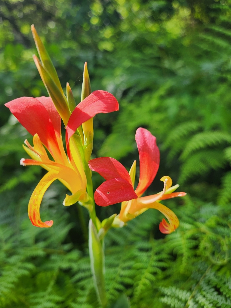 Indian shot from Hoekwil, Wilderness, 6538, South Africa on November 3 ...