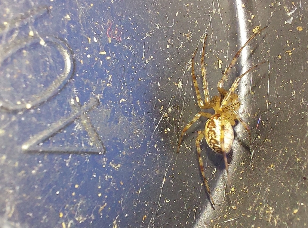 Pityohyphantes from Pounding Mill, VA 24637, USA on November 3, 2023 at ...