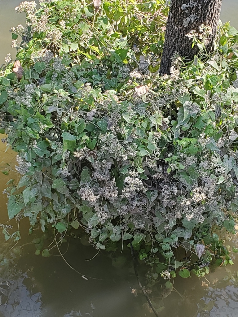 climbing hempvine from Fairview, TX 75069, USA on November 3, 2023 at ...