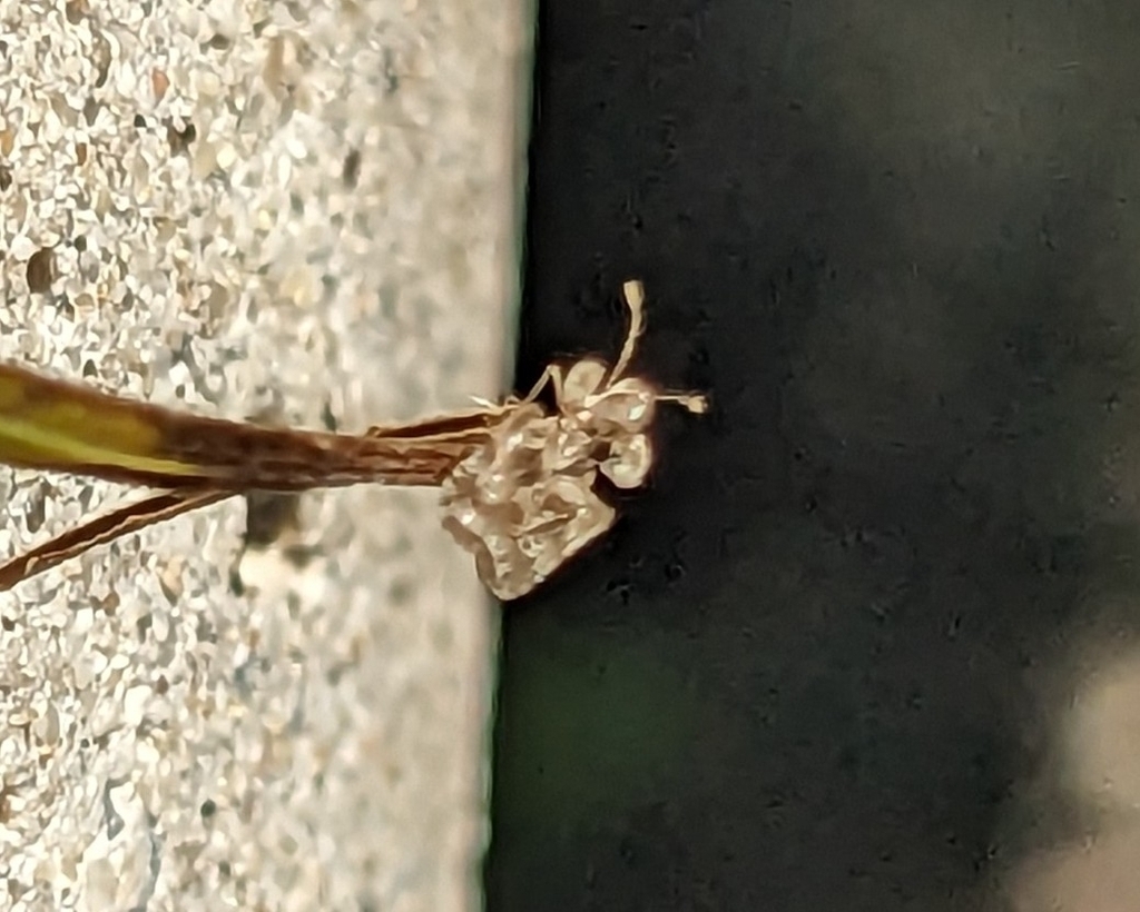 Tingini from Downtown, Indianapolis, IN, USA on August 29, 2023 at 10: ...